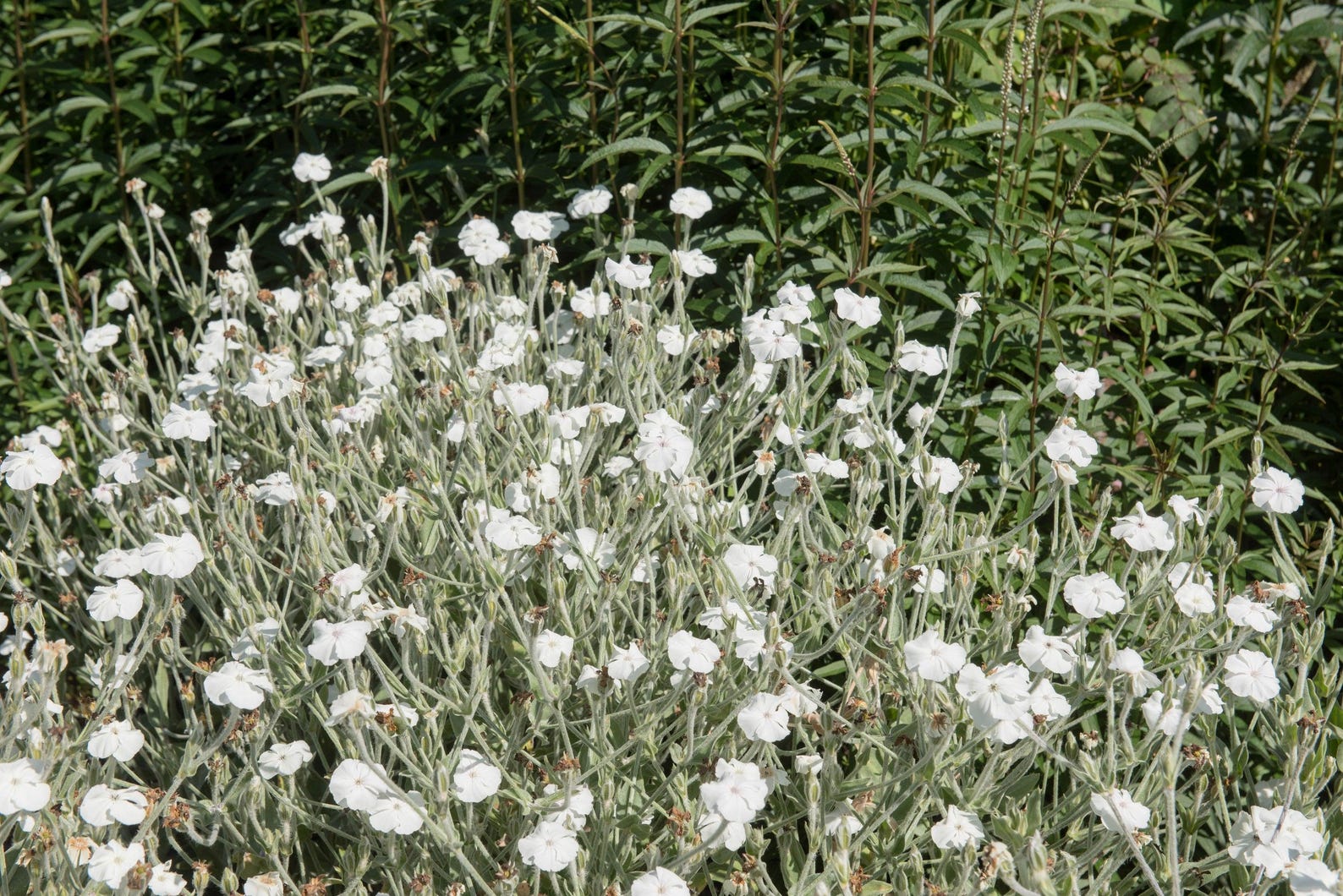 50 WHITE LYCHNIS Coronaria Alba (white Rose Campion / Evening Lychnis ...