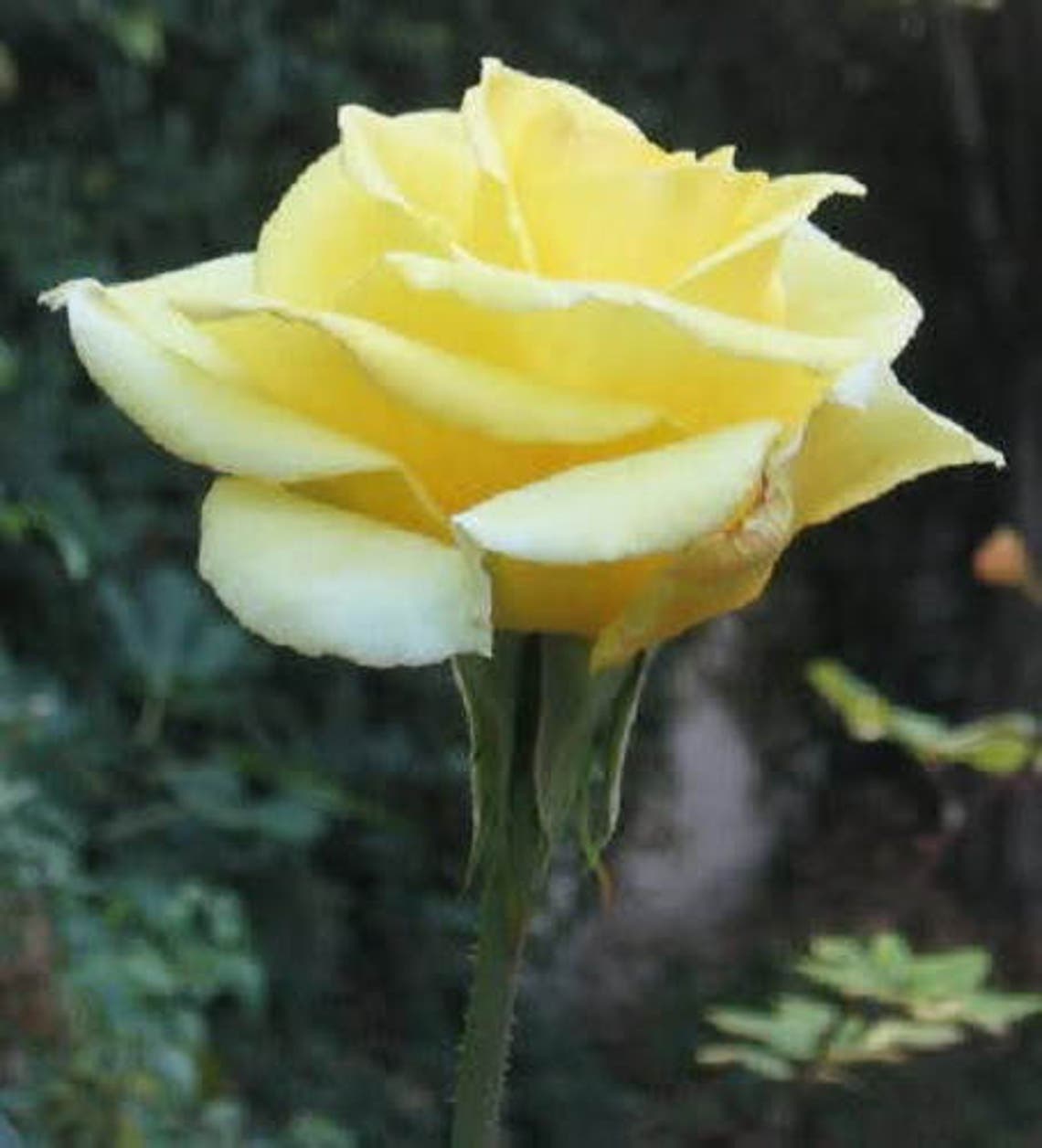 5 YELLOW ROSE Rosa Bush Shrub Perennial Flower Seeds flat - Etsy