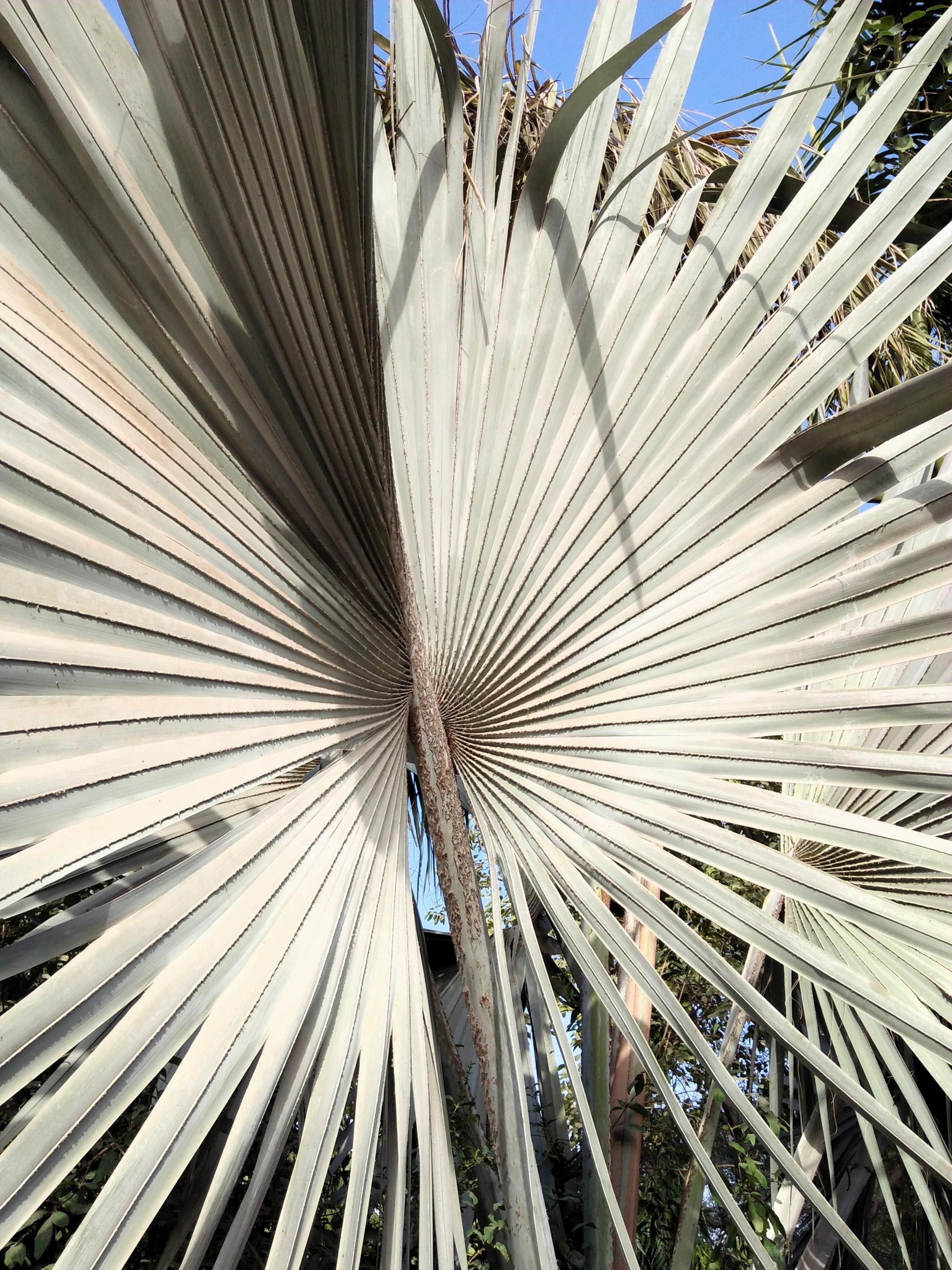 5 SILVER SAW PALMETTO Serenoa Repens American Dwarf Palm Tree Shrub ...