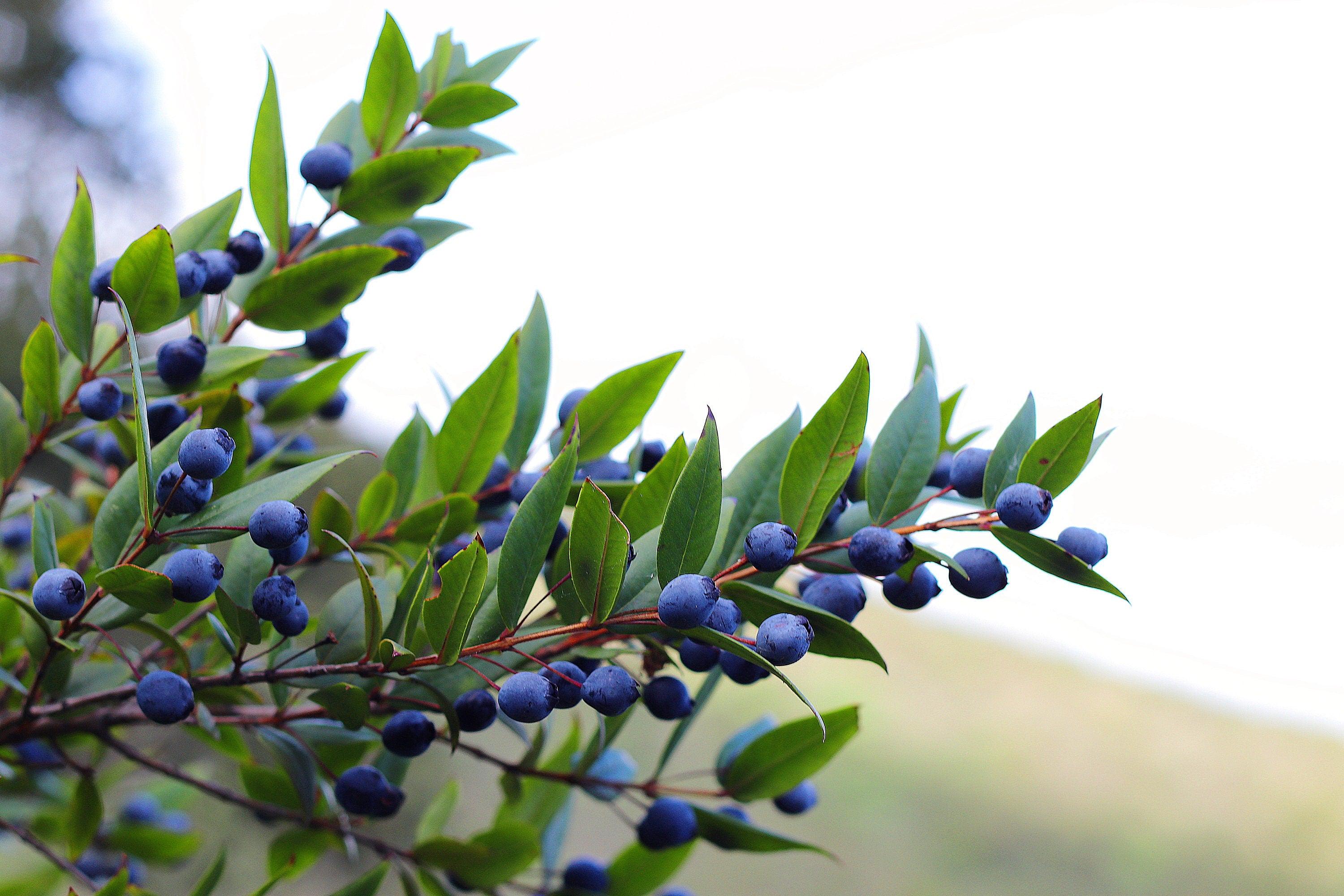 20 TRUE MYRTLE Myrtus Communis Aka Common & Sweet Myrtle Fragrant White ...