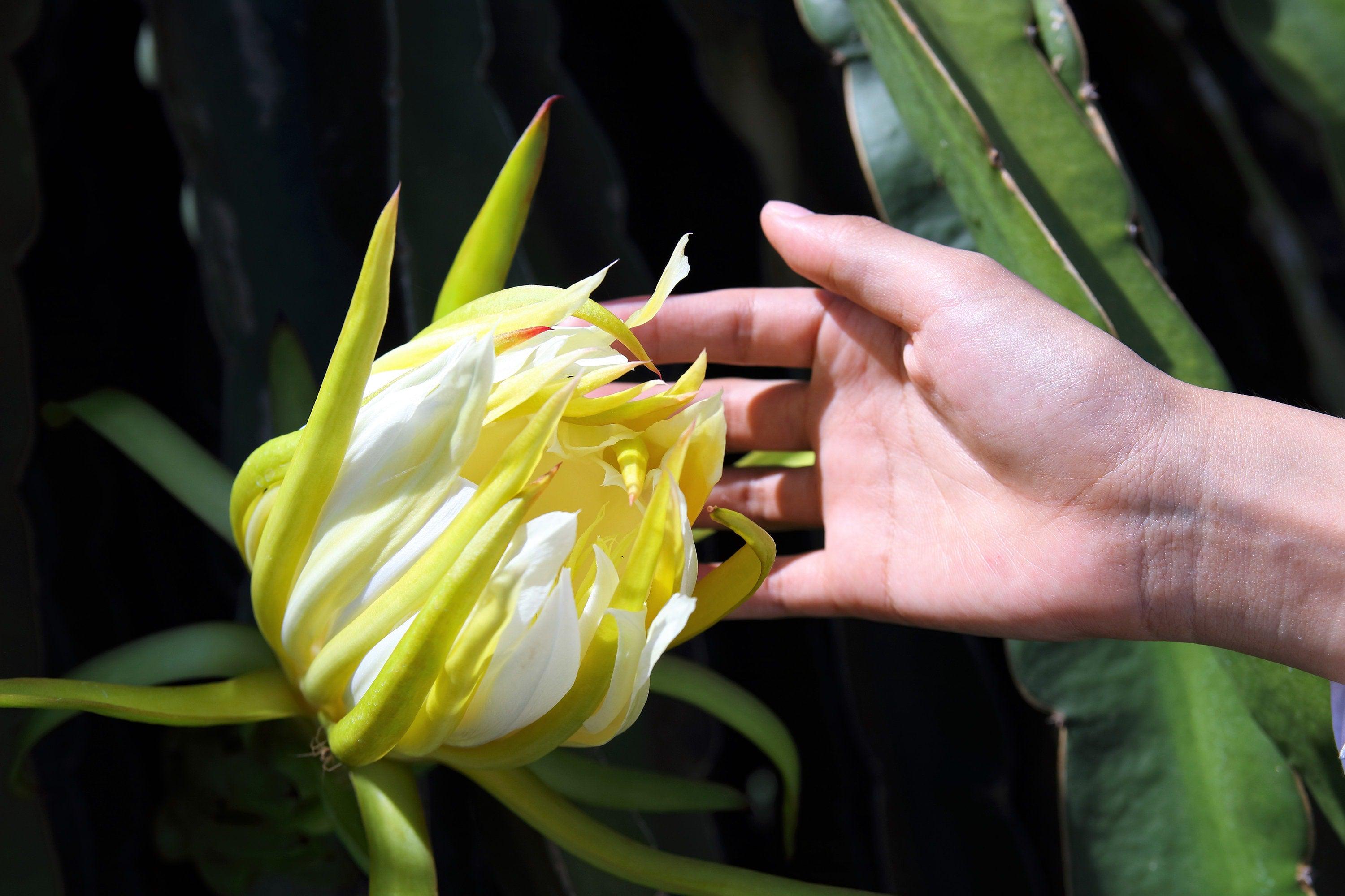 20 YELLOW DRAGON FRUIT ( Pitaya / Pitahaya / Strawberry Pear ...