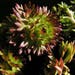 50 PURPLE ROBE SAXIFRAGA Saxifraga Arendsii Moss Rockfoil Evergreen ...