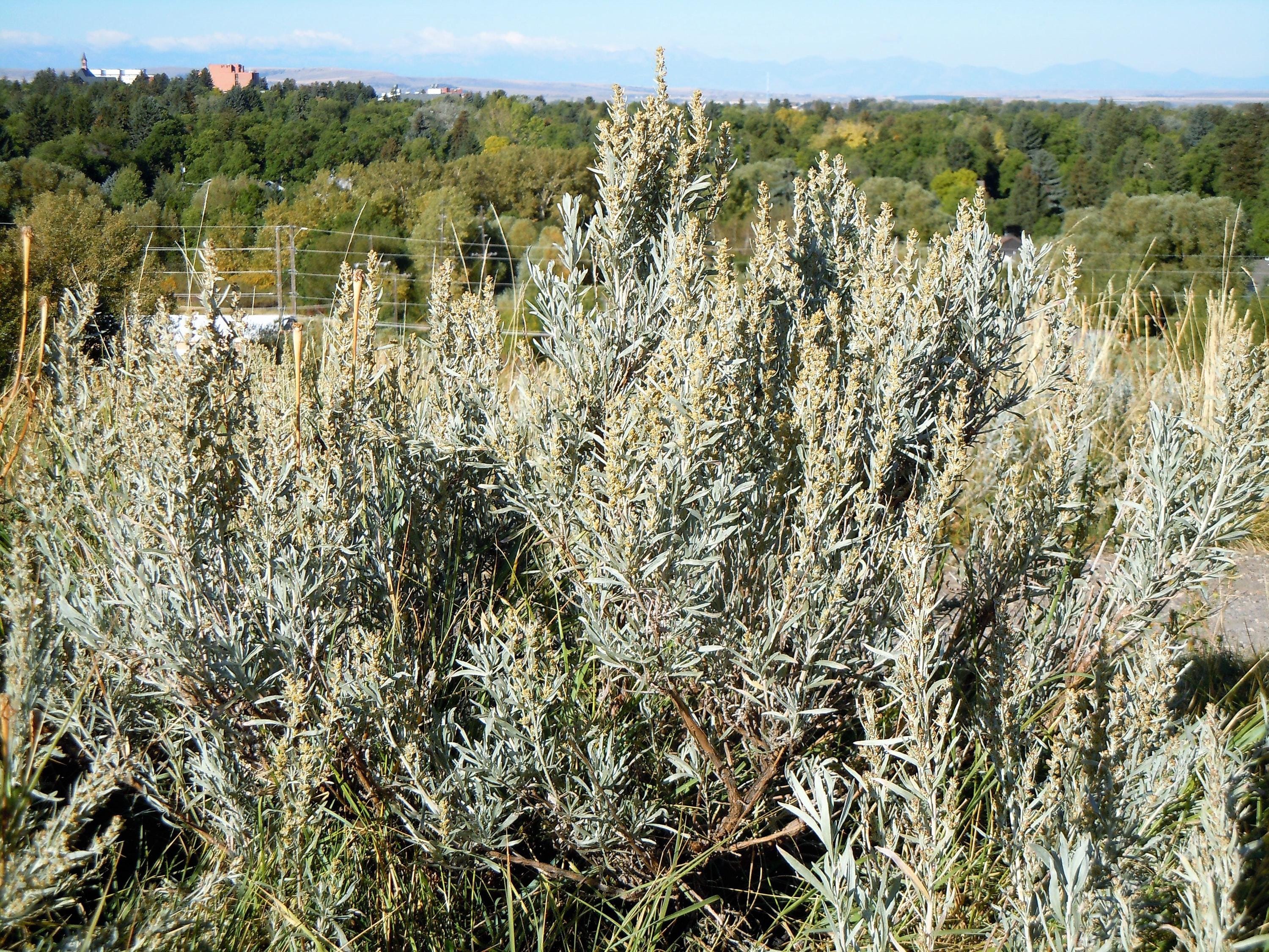 100 SILVER SAGEBRUSH Artemisia Cana Dwarf Sagebrush / Silver Wormwood ...