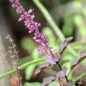 200 Purple Krishna Tulsi HOLY BASIL Ocimum Sanctum Tenuiflorum Herb ...