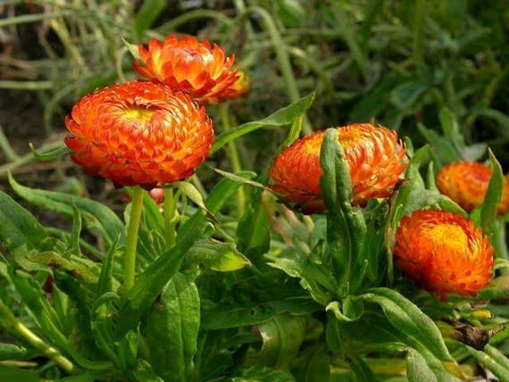 100 ORANGE DOUBLE STRAWFLOWER Helichrysum Monstrosum Flower | Etsy