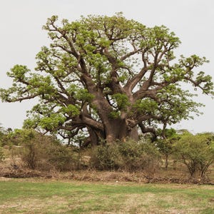 1000 BULK African BAOBAB TREE Adansonia Digitata Monkey Bread Judas ...