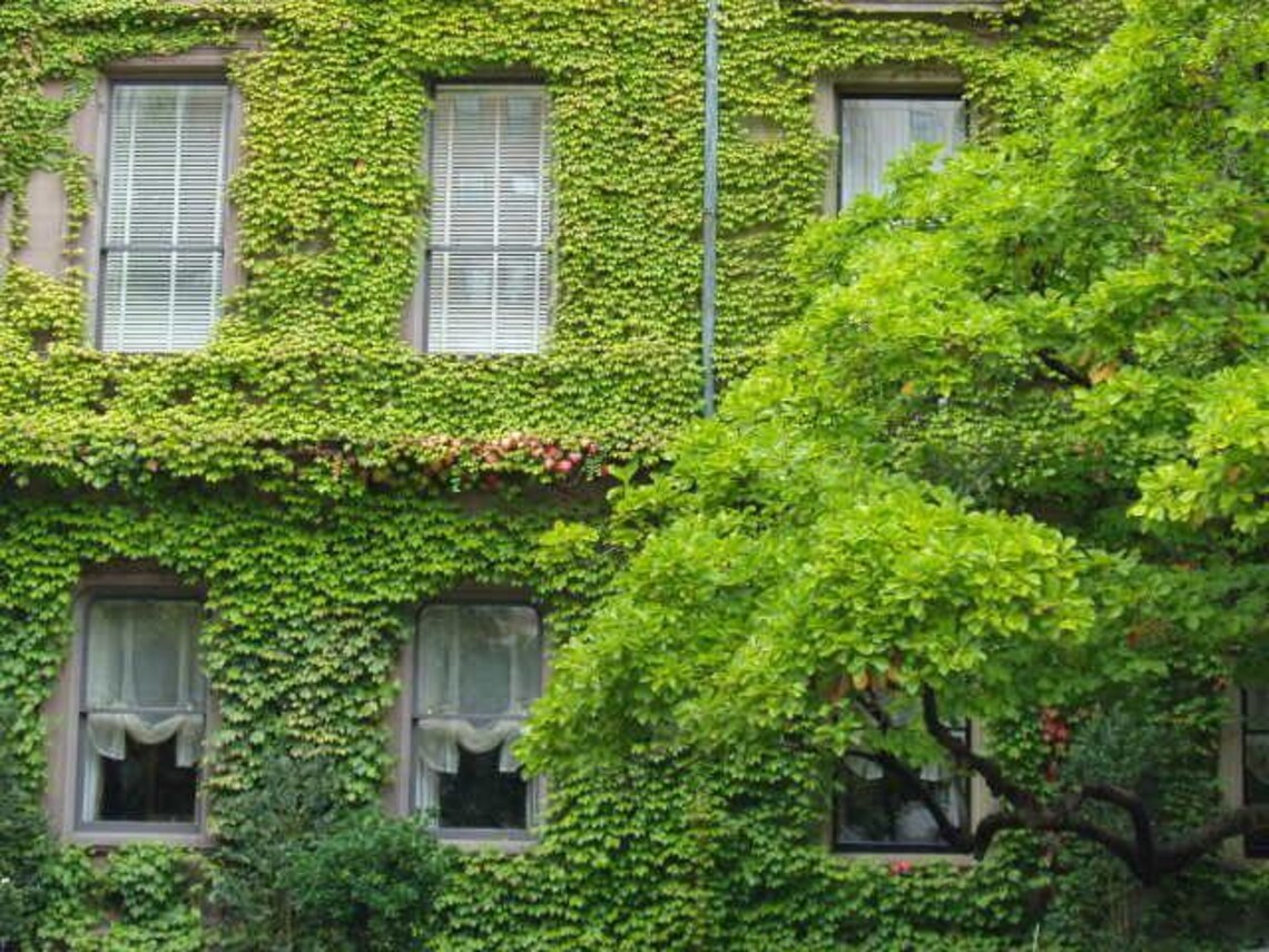 10 BOSTON IVY ( Bostonian Ivy / Wall Ivy ) Parthenocissus Tricuspidata ...
