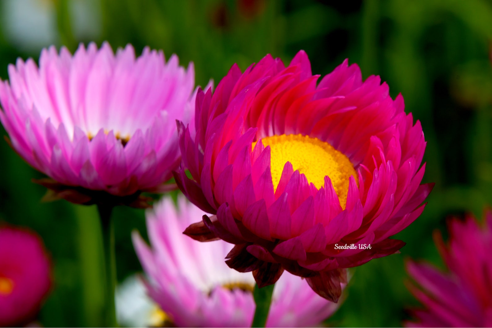 100 MIXED DOUBLE ACROCLINIUM Aka Paper Daisy Helipterum Roseum - Etsy