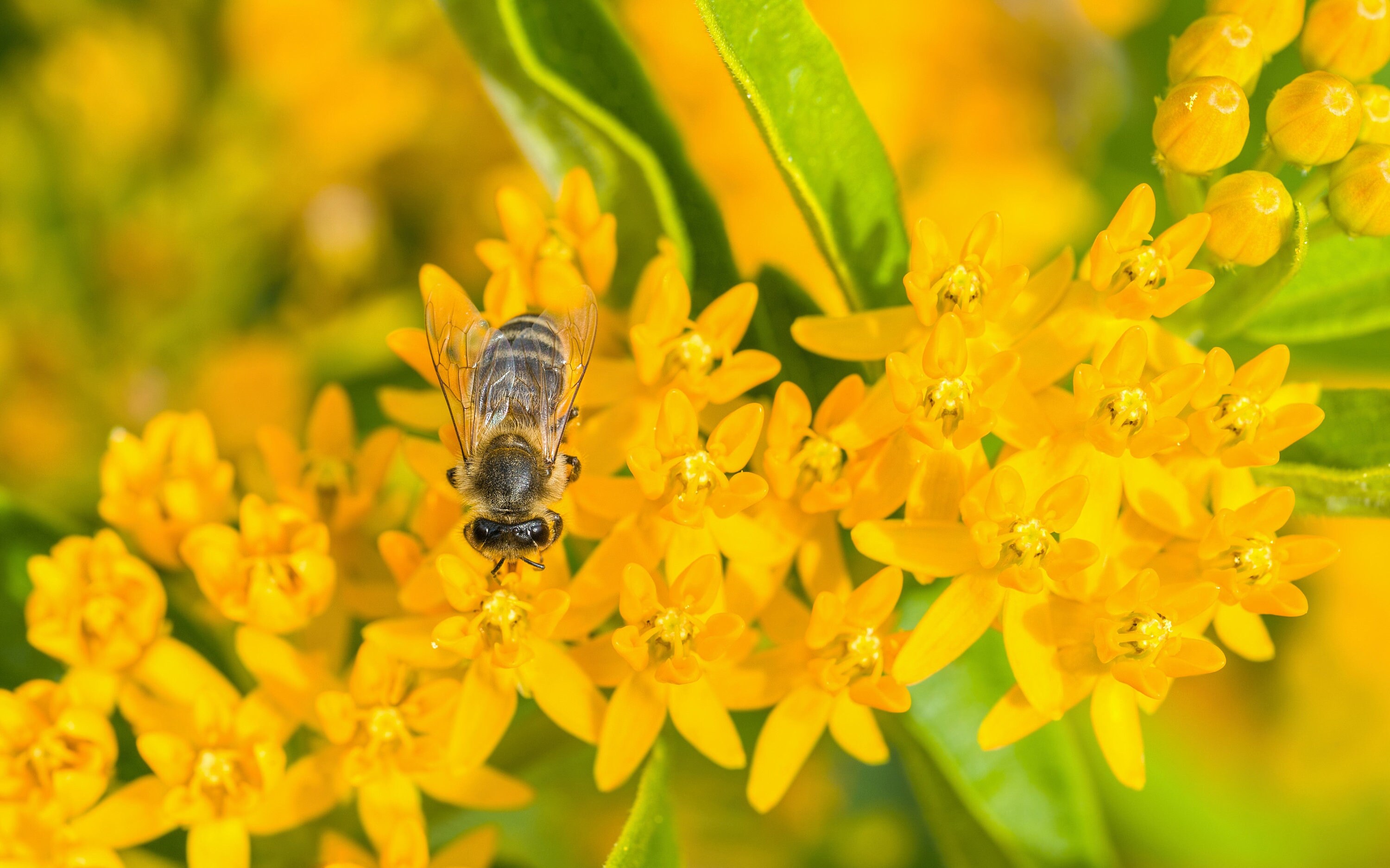 10 Bright YELLOW MILKWEED Butterfly Weed Asclepias Tuberosa Monarch ...