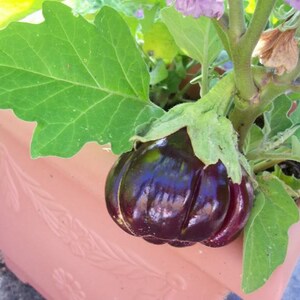 25 RUFFLED RED EGGPLANT Pumpkin on A Stick Edible & Ornamental - Etsy