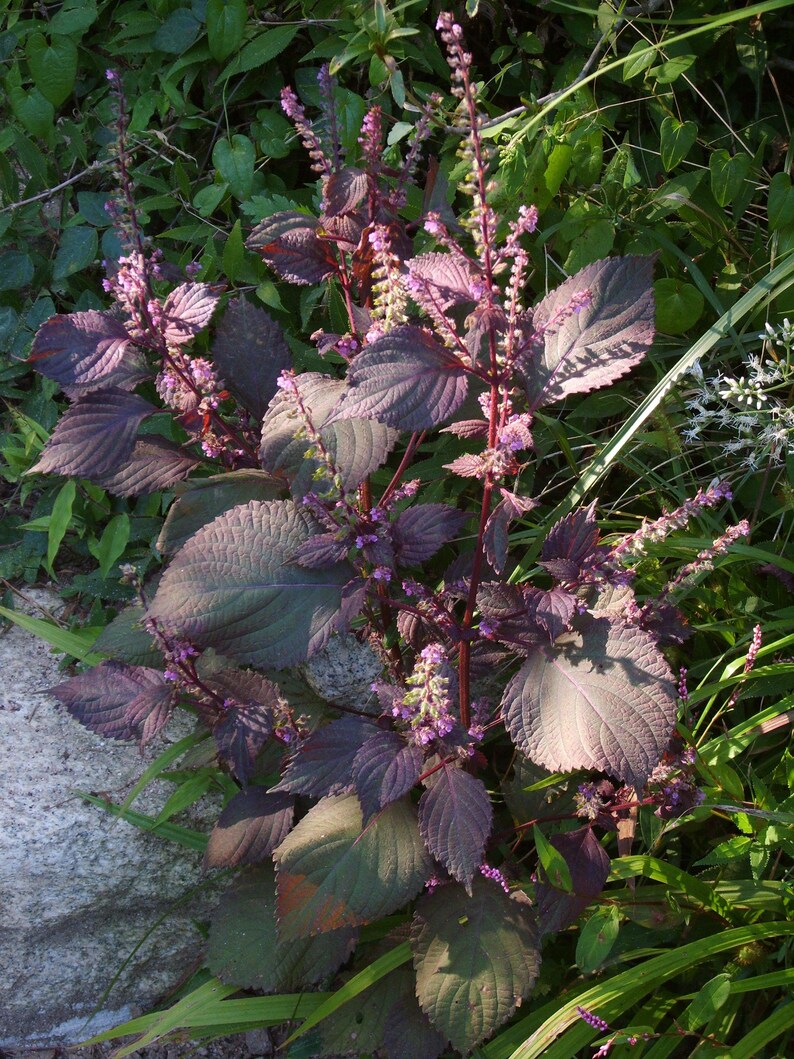 300 PURPLE SHISO Aka PERILLA Frutescens Ornamental Herb Seeds Green ...