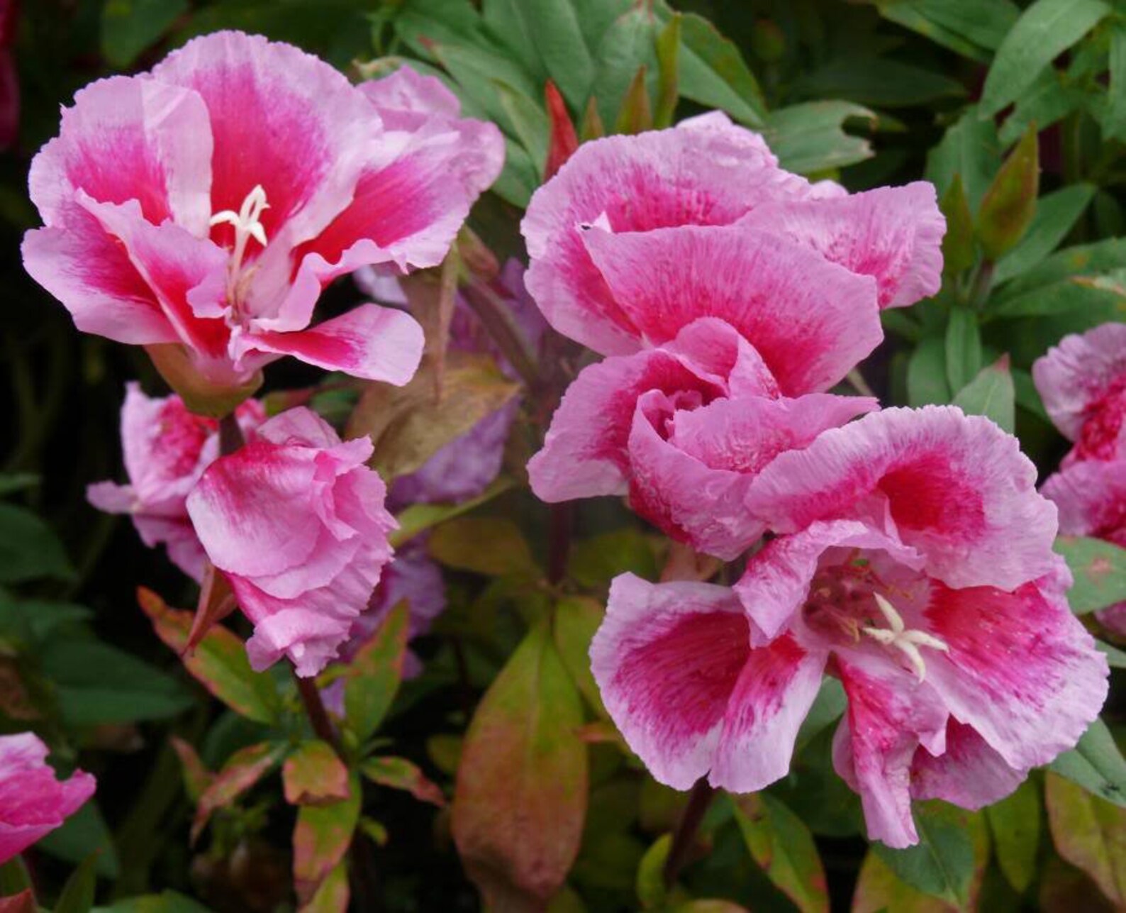 500 MIXED COLORS GODETIA Clarkia Amoena Flower Seeds | Etsy
