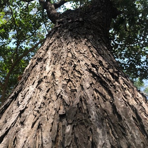 5 TRUE MAHOGANY TREE Honduran Big Leaf Sky Fruit Swietenia Macrophylla ...