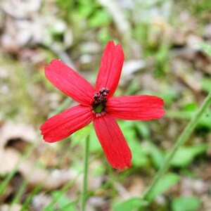 20 ROYAL RED CATCHFLY Hummingbird & Endangered Native Flower Silene ...