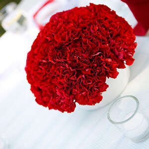 50 SCARLET RED CARNATION Dianthus Caryophyllus Grenadin Double Flower ...