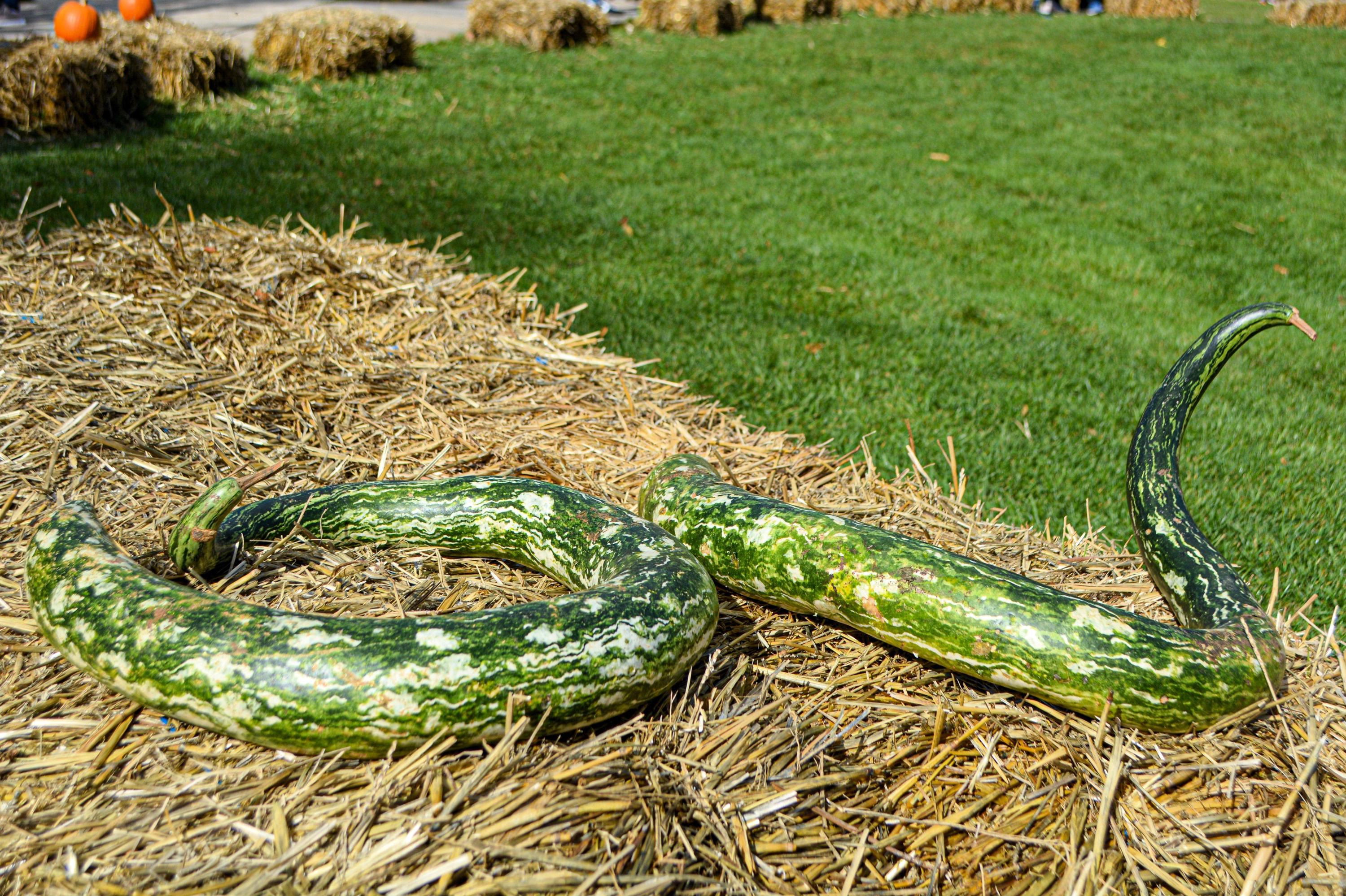 10 SNAKE GOURD Multicolored Craft Gourd Lagenaria Siceraria Vine Seeds ...