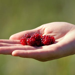 10 ARCTIC RASPBERRY Nagoonberry Rubus Arcticus Red Berry Fruit Bramble ...