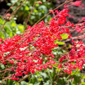 100 Red HEUCHERA SPLENDENS Coral Bells Heuchera Sanguinea Sanguineum ...