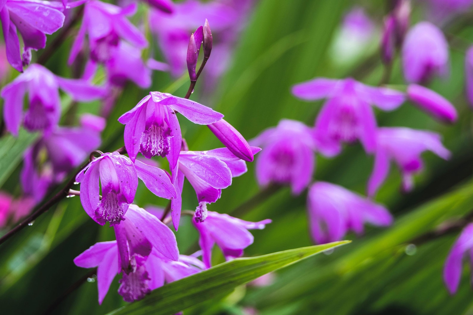 50 Hardy CHINESE GROUND ORCHID Bletilla Striata Purple Flower Seeds - Etsy