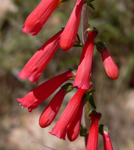150 Eatons RED FIRECRACKER PENSTEMON Eatonii Flower Seeds - Etsy