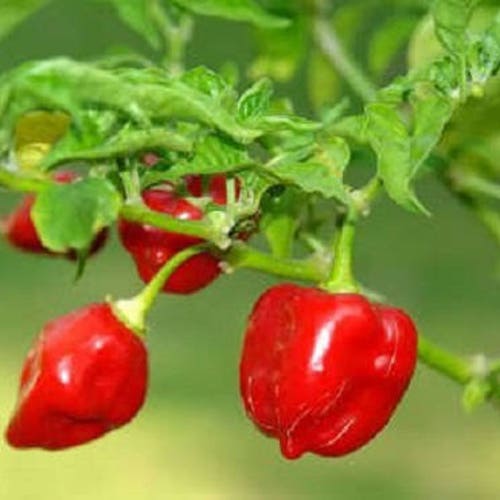 50 Hot RED HABANERO PEPPER Capsicum Chinense Vegetable Seeds - Etsy