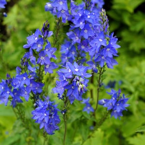 75 ROYAL BLUE SPEEDWELL Veronica Austriaca Teucrium Flower Seeds - Etsy
