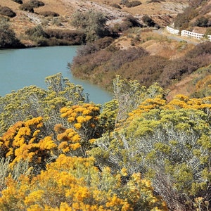 100 RUBBER RABBITBRUSH Chamisa Ericameria Nauseosa Native Desert Shrub ...