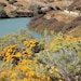 100 RUBBER RABBITBRUSH Chamisa Ericameria Nauseosa Native Desert Shrub ...