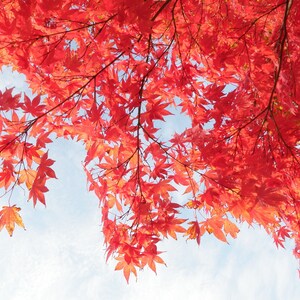 10 RED JAPANESE MAPLE Tree Bloodgood Ornamental Acer Palmatum Seeds - Etsy