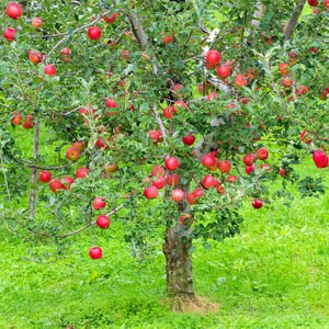 25 PARADISE APPLE Red Delicious Common Malus Pumila Domestica Fruit ...
