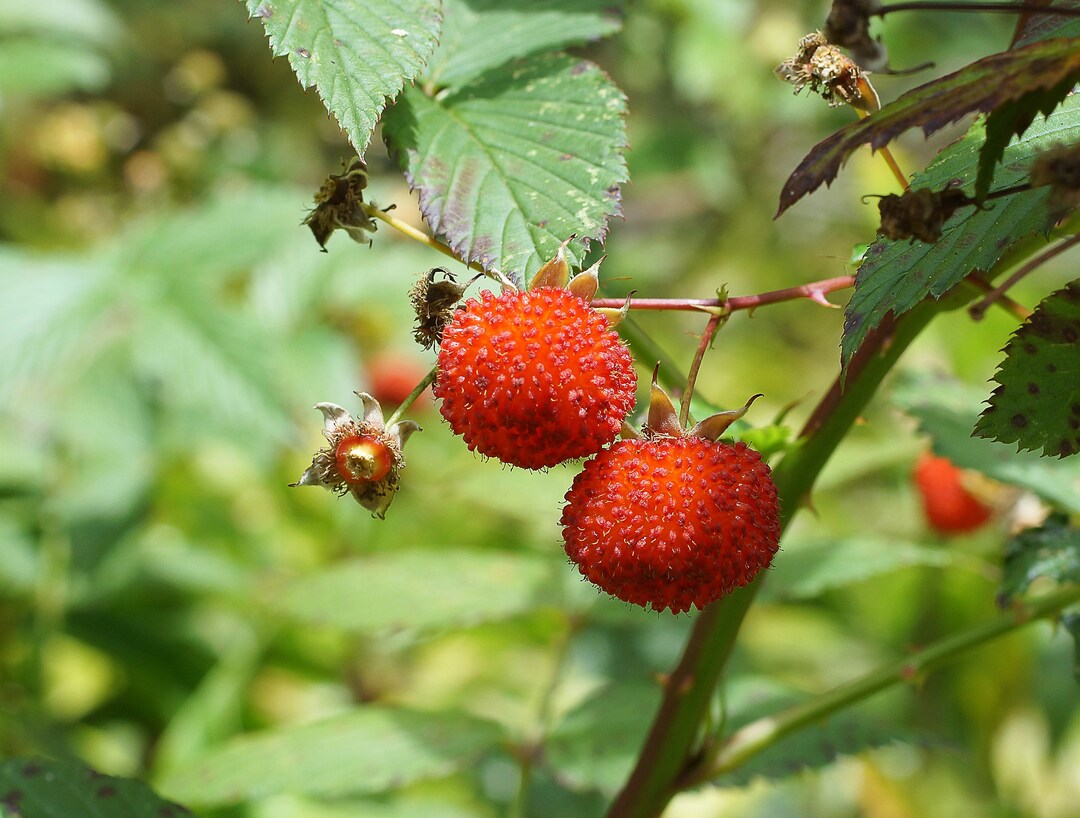 20 AUSTRALIAN RASPBERRY Aka Queensland & Atherton Raspberry Rubus ...