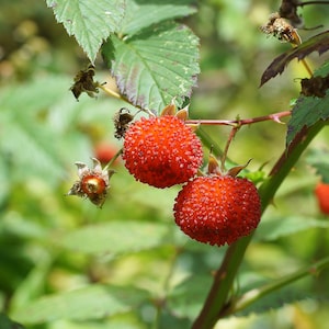 20 AUSTRALIAN RASPBERRY Aka Queensland & Atherton Raspberry Rubus ...