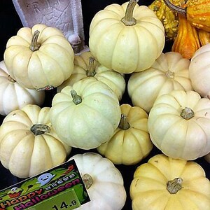 15 WHITE Baby Boo MINI PUMPKIN Miniature Cucurbita Pepo Vegetable Seeds ...