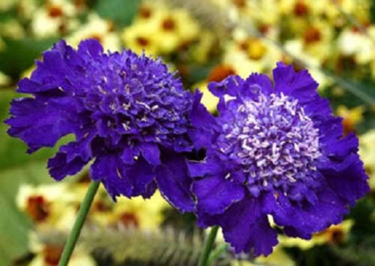 50 FINEST MIXED Colors SCABIOSA mourning Bride / Pin Cushion | Etsy
