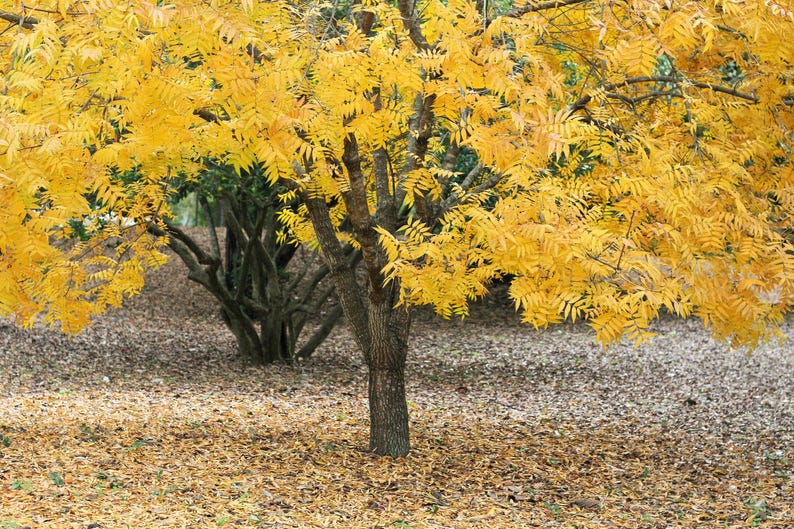 10 Thornless HONEYLOCUST Gleditsia Triacanthos Inermis Imperial Honey ...