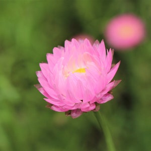 100 MIXED DOUBLE ACROCLINIUM Aka Paper Daisy Helipterum Roseum Flower ...
