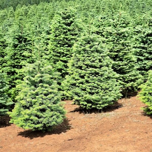 20 DOUGLAS FIR Tree Abies Pseudotsuga Menziesii Christmas Tree Blue ...