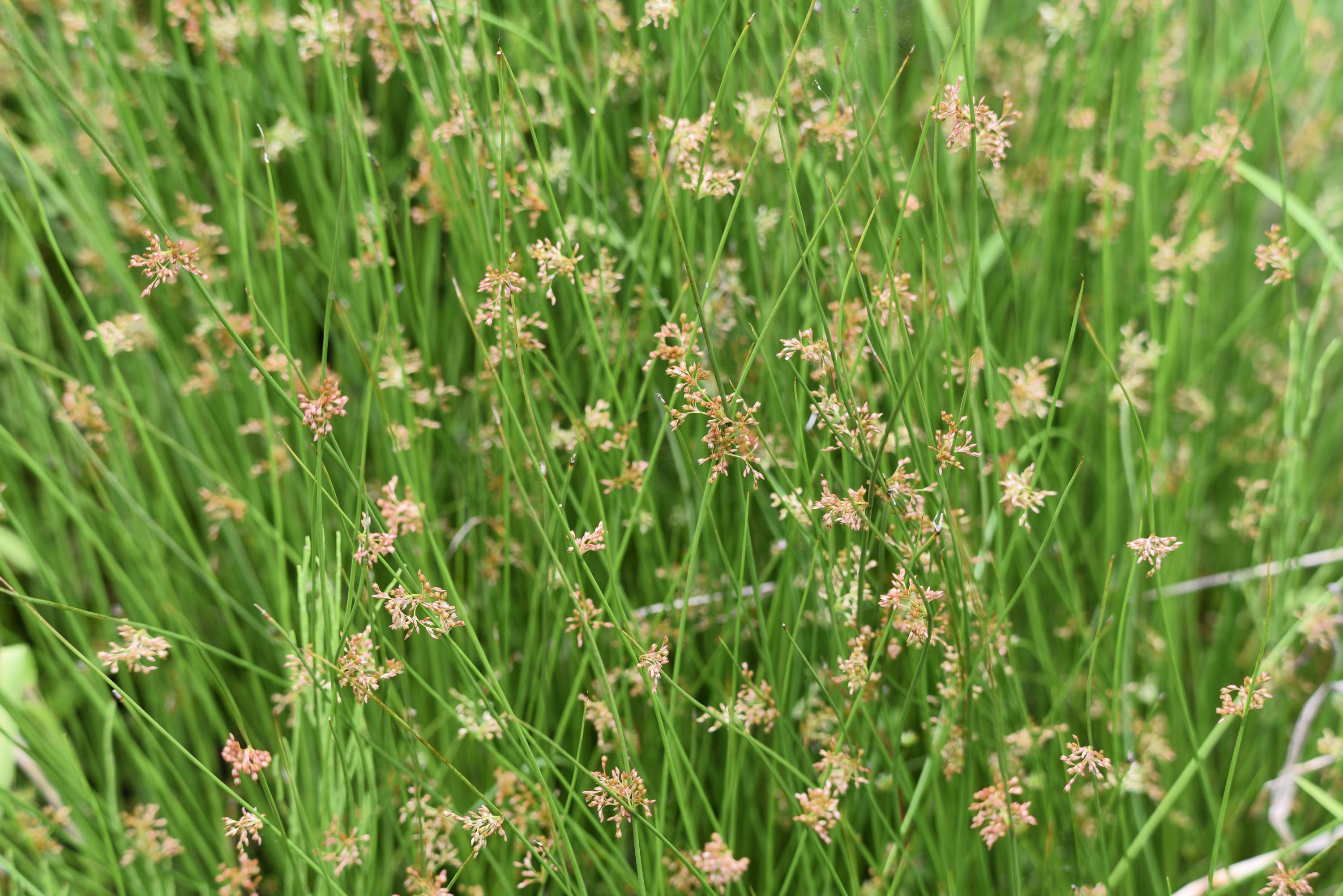 1000 SOFT RUSH (common Rush) Juncus Effusus Ornamental Grass Seeds - Etsy