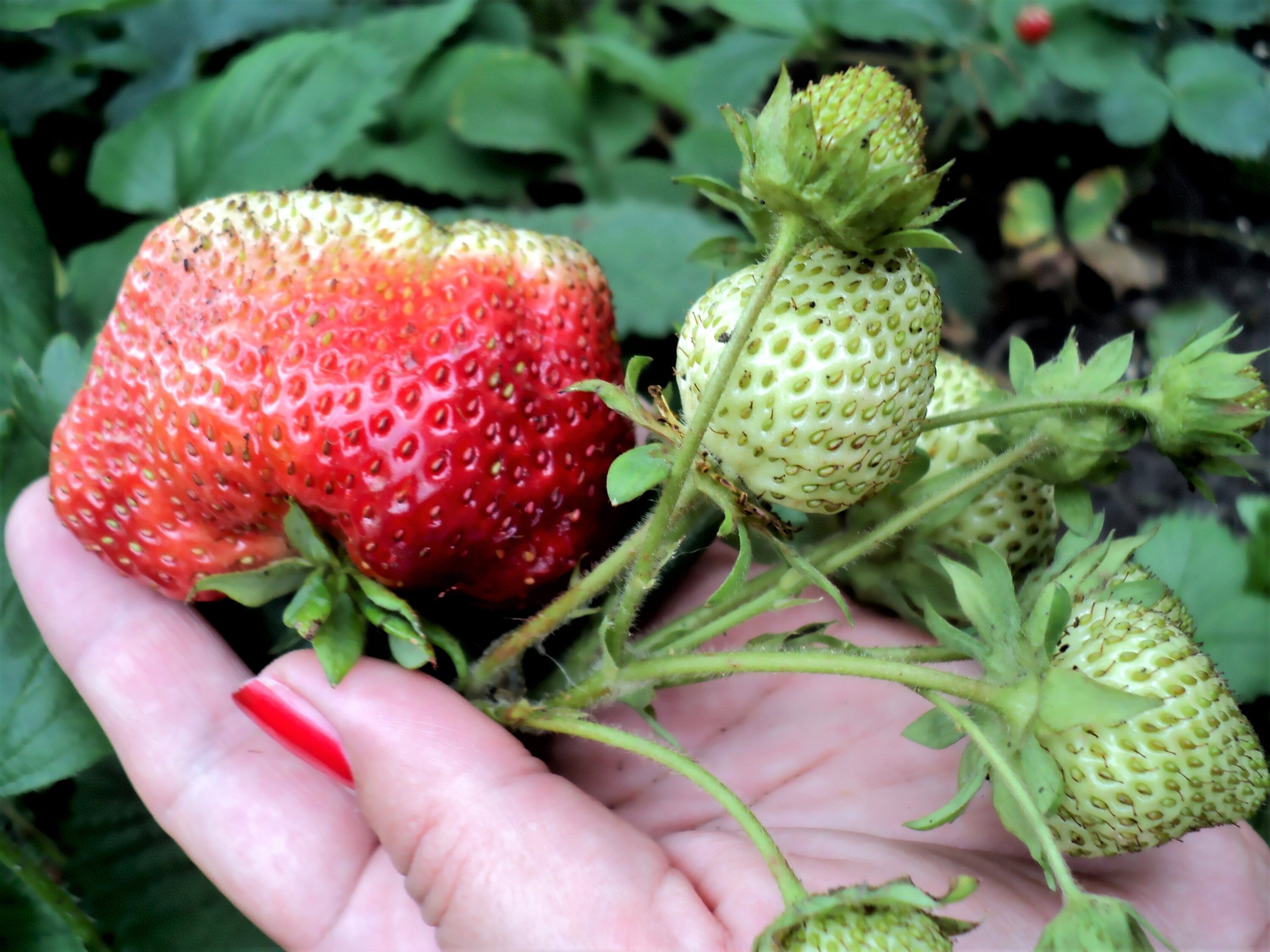 15 GIANT STRAWBERRY Fragaria Spp June Bearing Huge Red Berry Fruit ...