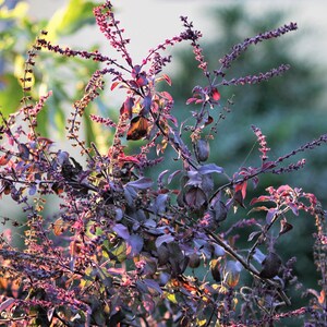 200 Purple Krishna Tulsi HOLY BASIL Ocimum Sanctum Tenuiflorum Herb ...