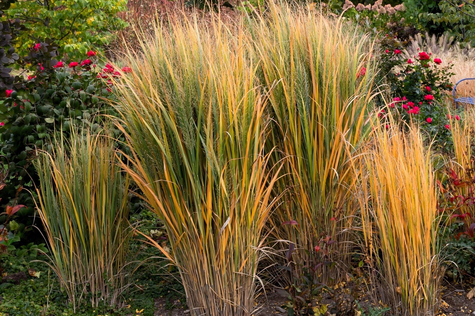 30 Violet PANIC GRASS Panicum Miliaceum Violaceum Ornamental Purple ...