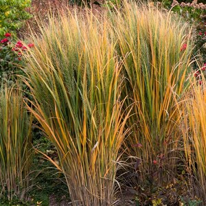30 Violet PANIC GRASS Panicum Miliaceum Violaceum Ornamental Purple ...
