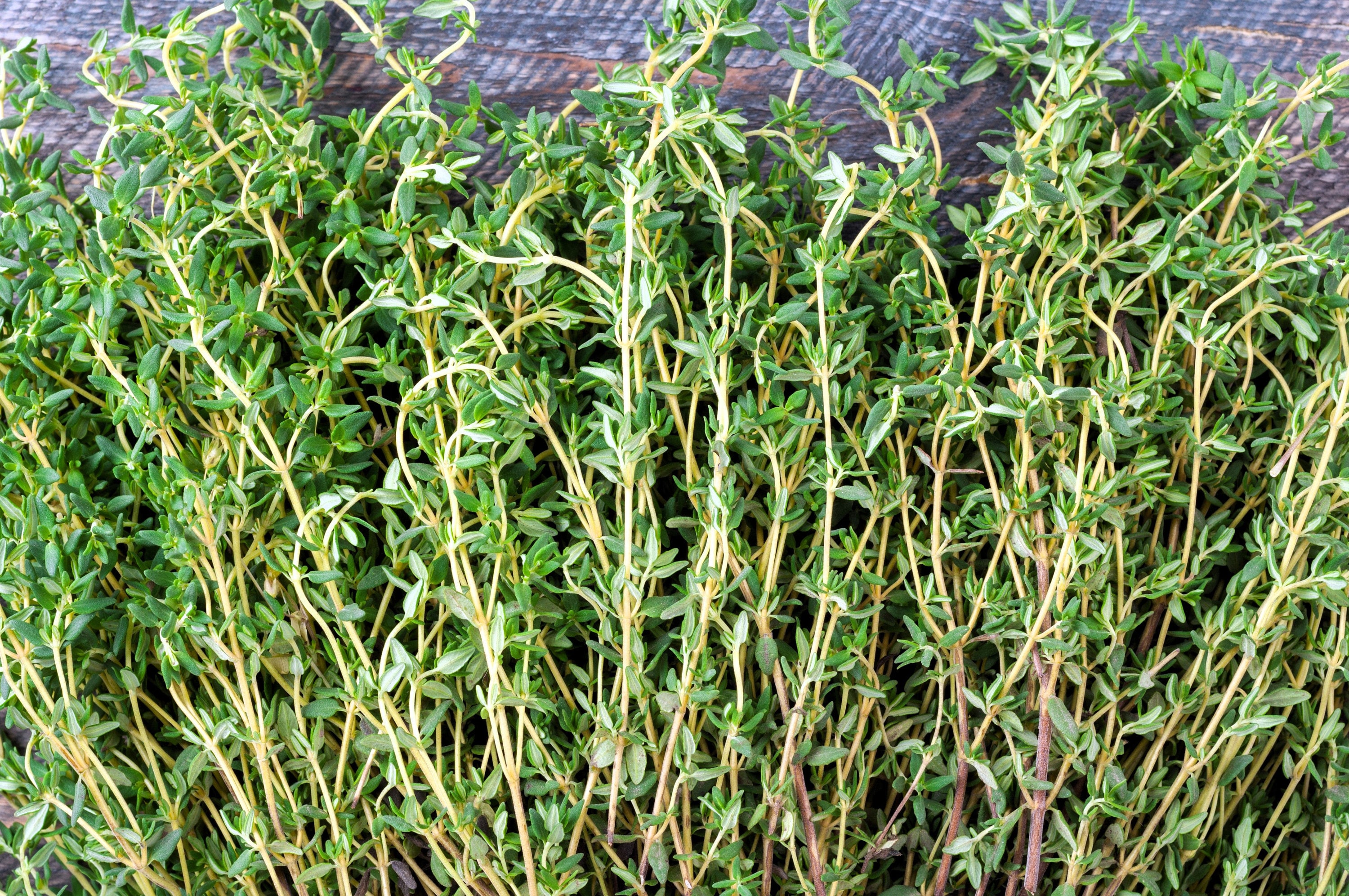 30 ORANGE THYME Orangelo Thymus Vulgaris Fragrantissimus Culinary Herb ...