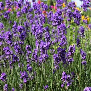 200 MUNSTEAD LAVENDER Blue English Lavandula Angustifolia Munstead Fragrant Purple Flower Herb ...