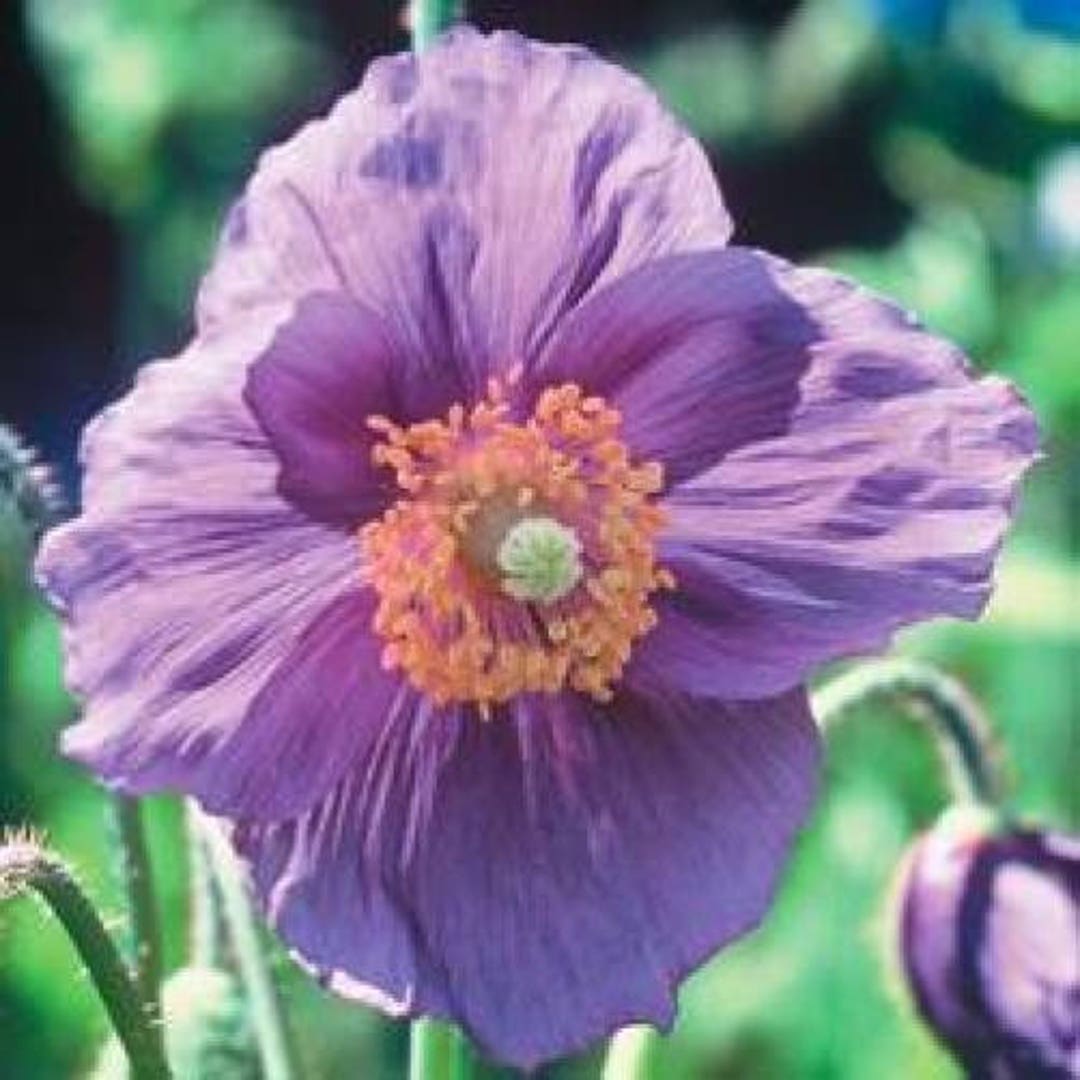 10 VIOLET HIMALAYAN POPPY Meconopsis Betonicifolia Purple Hensol Flower ...