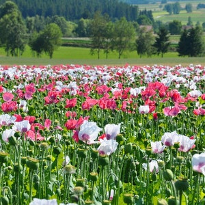 2000 MIXED Colors SHIRLEY POPPY Aka Corn / Field / Flanders Papaver ...