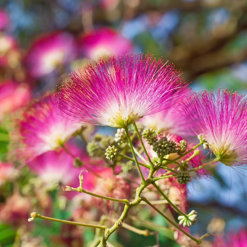 Persian Mimosa Tree - Etsy