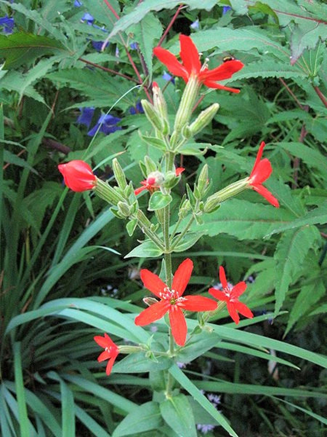 20 ROYAL RED CATCHFLY Hummingbird & Endangered Native Flower - Etsy