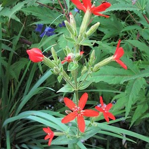 20 ROYAL RED CATCHFLY Hummingbird & Endangered Native Flower Silene ...