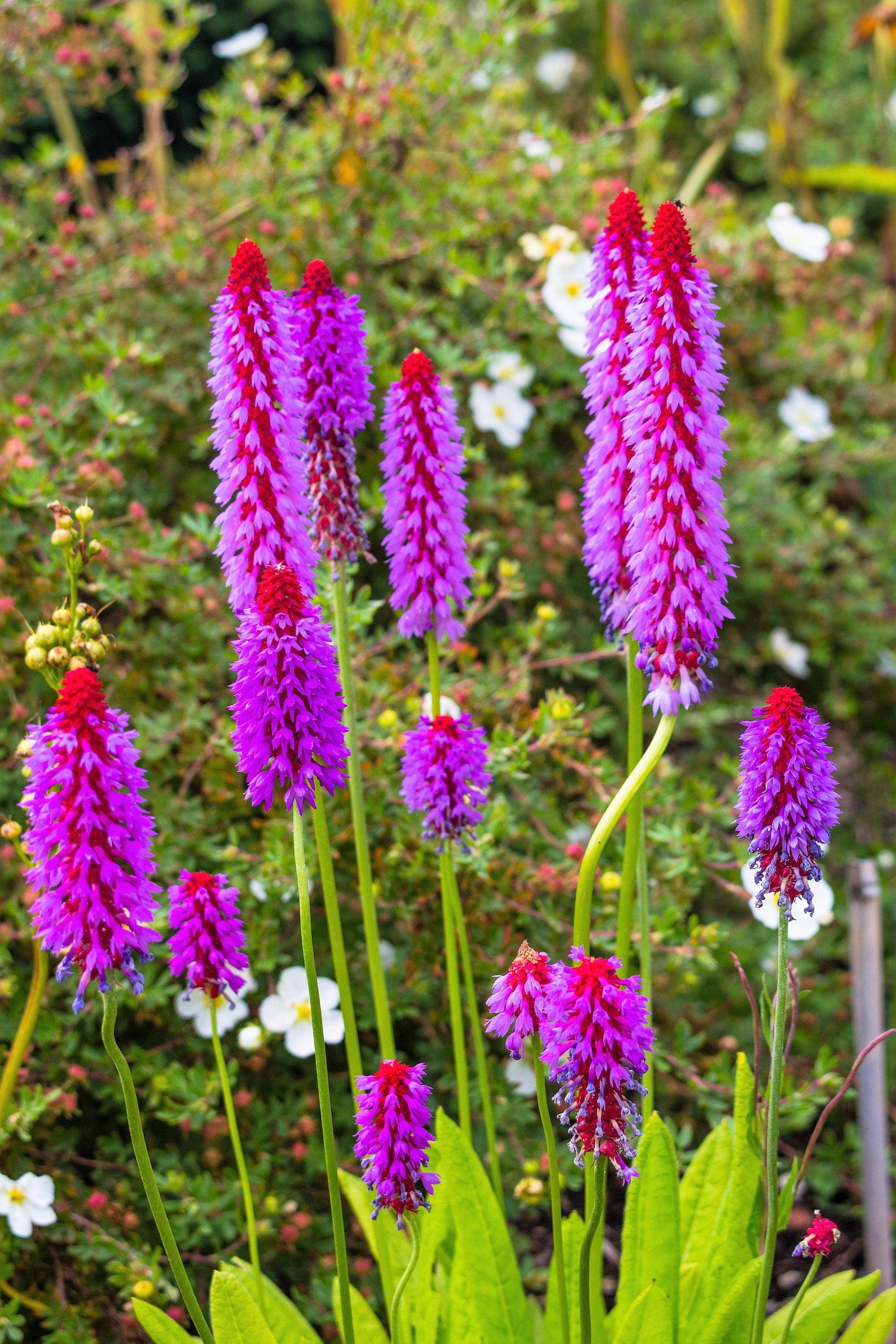 20 ORCHID PRIMROSE Primula Vialii Red Hot Poker Red Pink Purple Shade ...